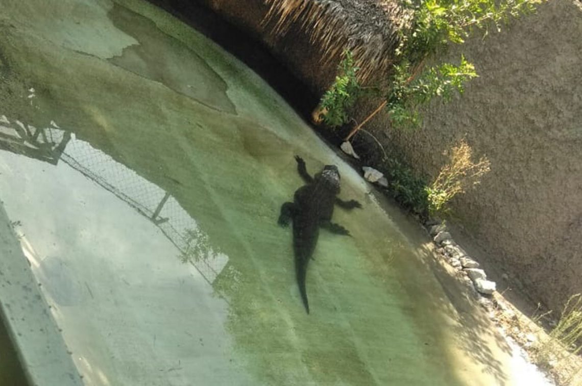Ayuntamiento de Tijuana limpia hábitats de fauna en zoológico de parque ...